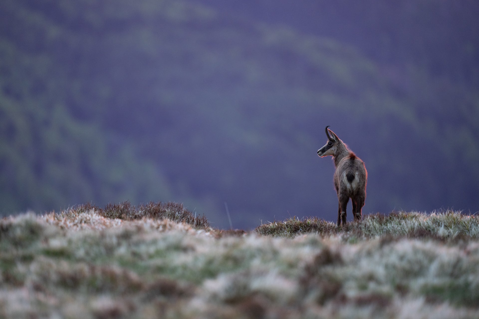 4001145 Gams Sommer 02 – heimatfotograf.com