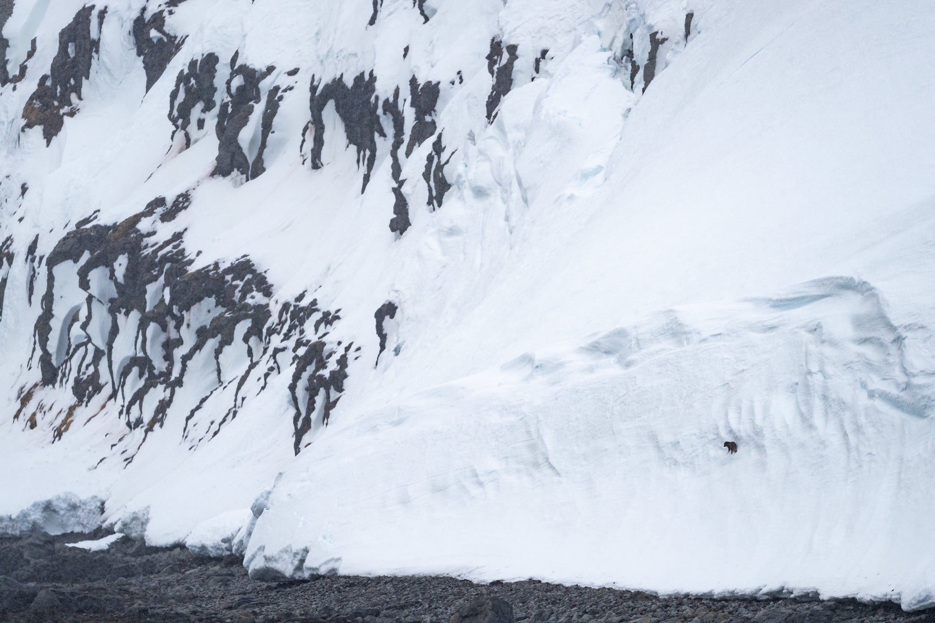 4001013 A Fox 07 – heimatfotograf.com