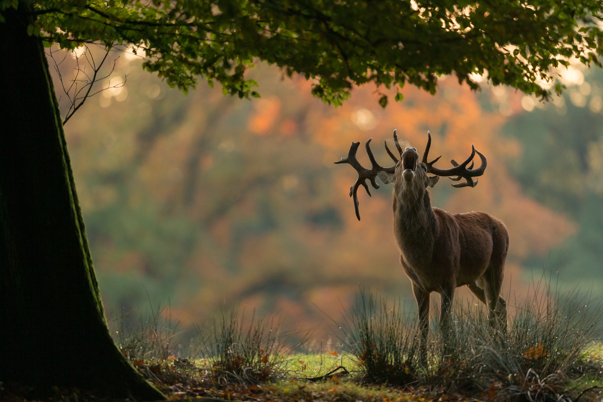 4001100 Hirsch 02 – heimatfotograf.com